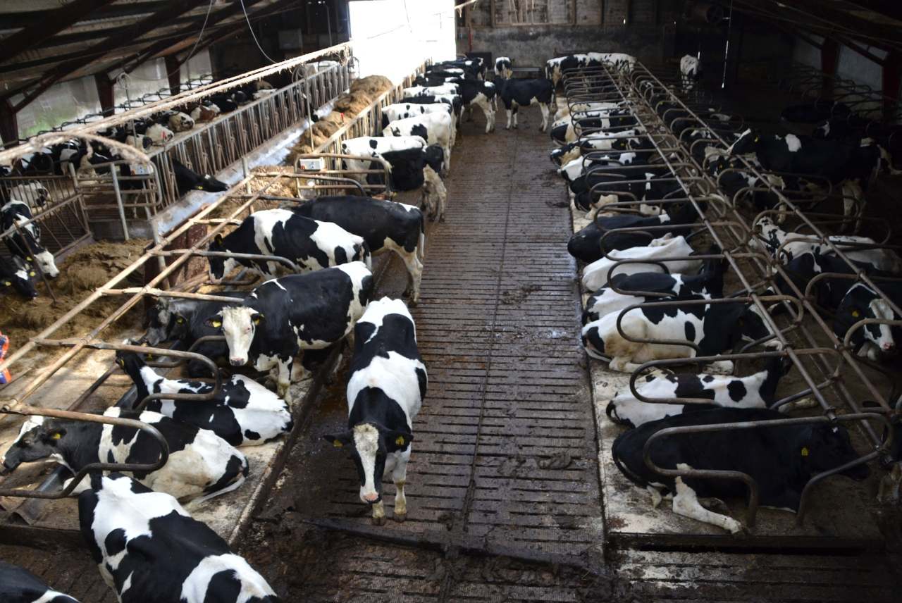 What is factory farming and why is it a problem? | Ethical Consumer