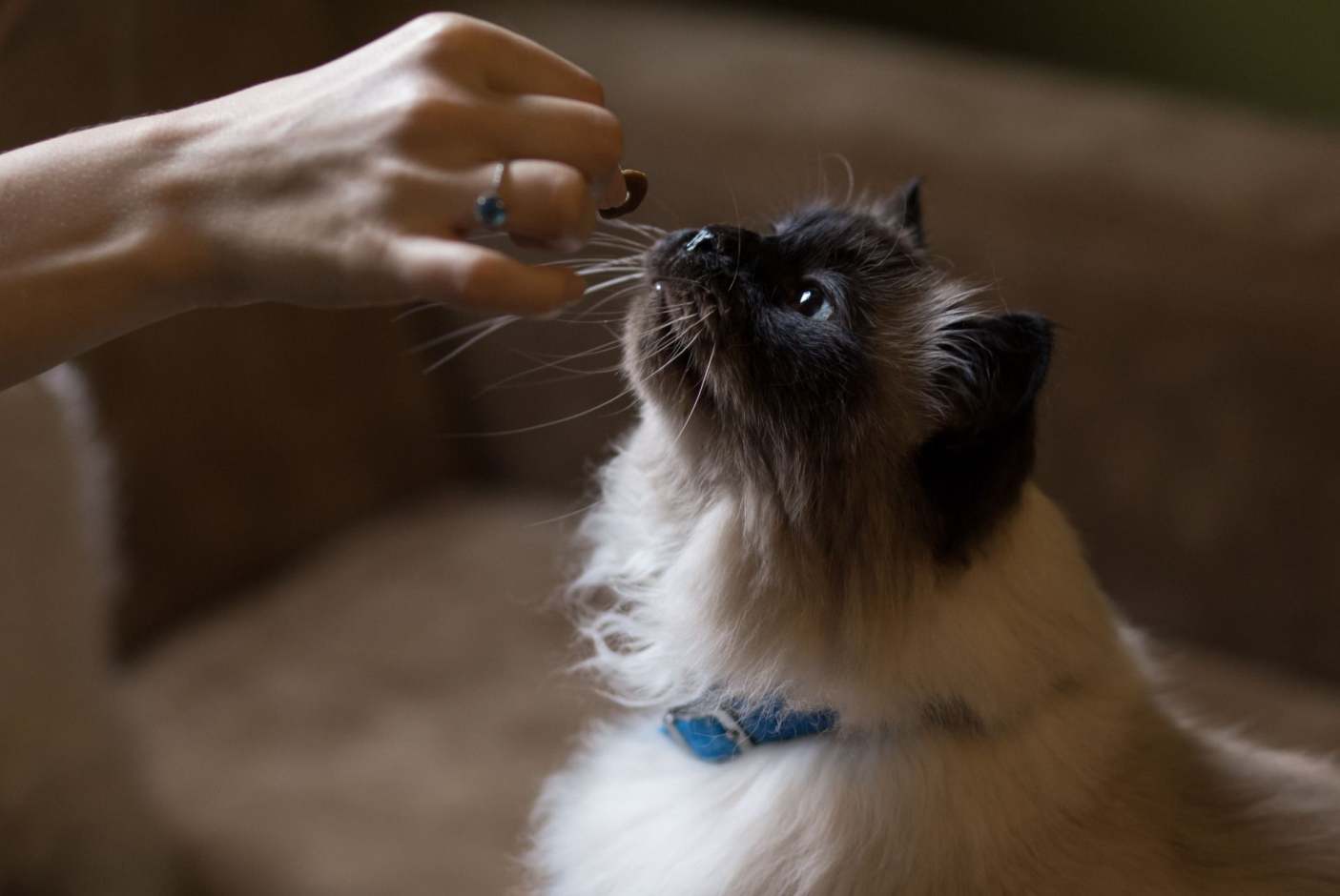 Ethical Cat Food | Ethical Consumer