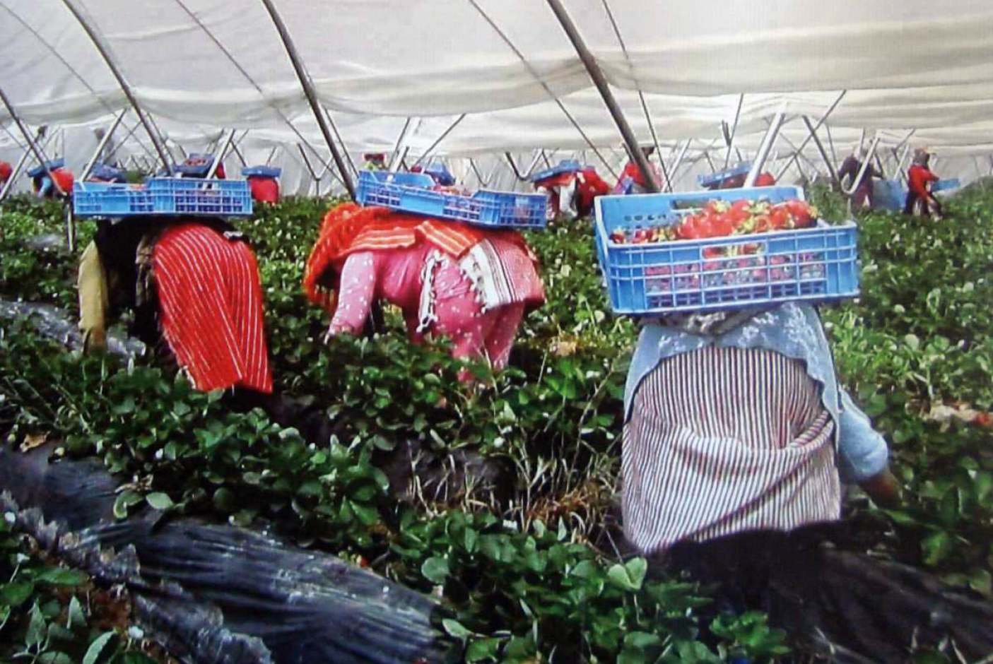 Labour exploitation in the soft fruit business | Ethical Consumer