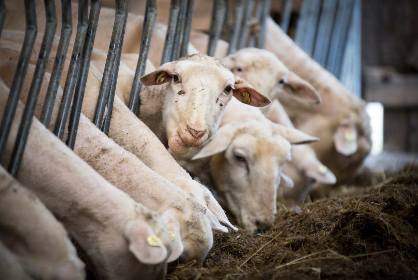 Animal rights and the food industry | Ethical Consumer